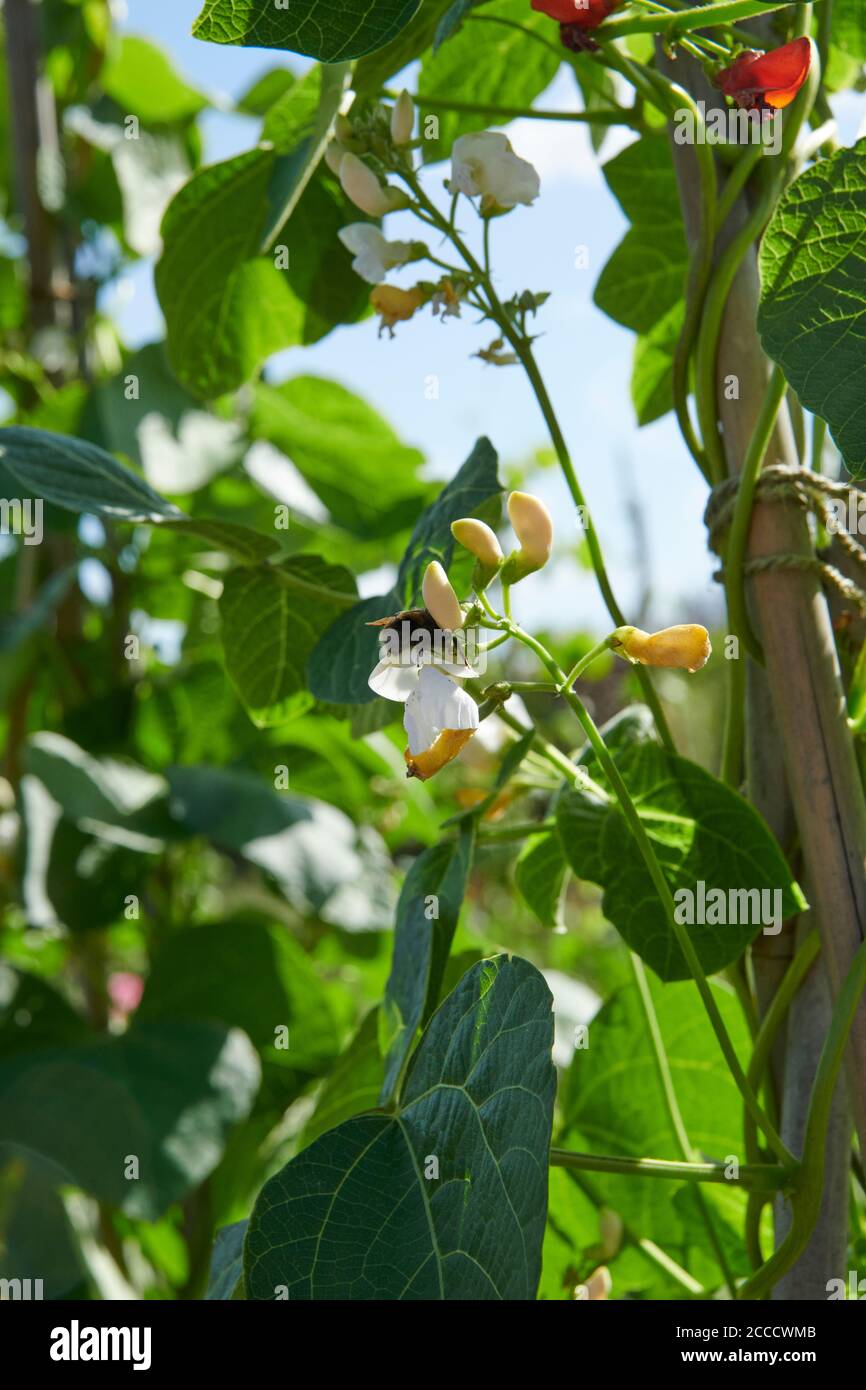 Runner Beans (Phaseolus coccineus) growing in a walled garden in the ...