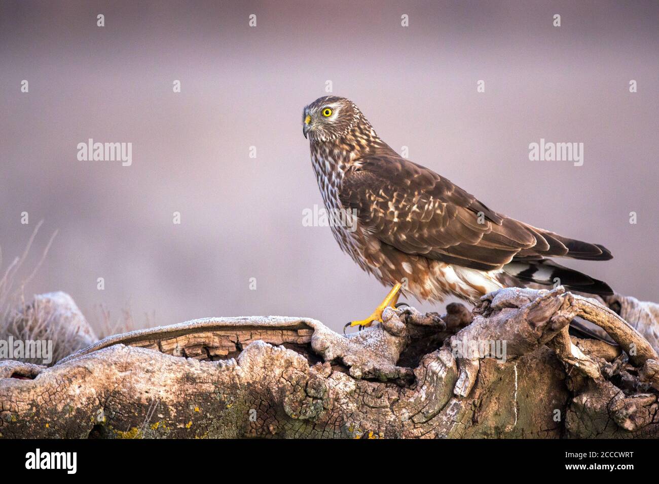 Northern Harrier Perched