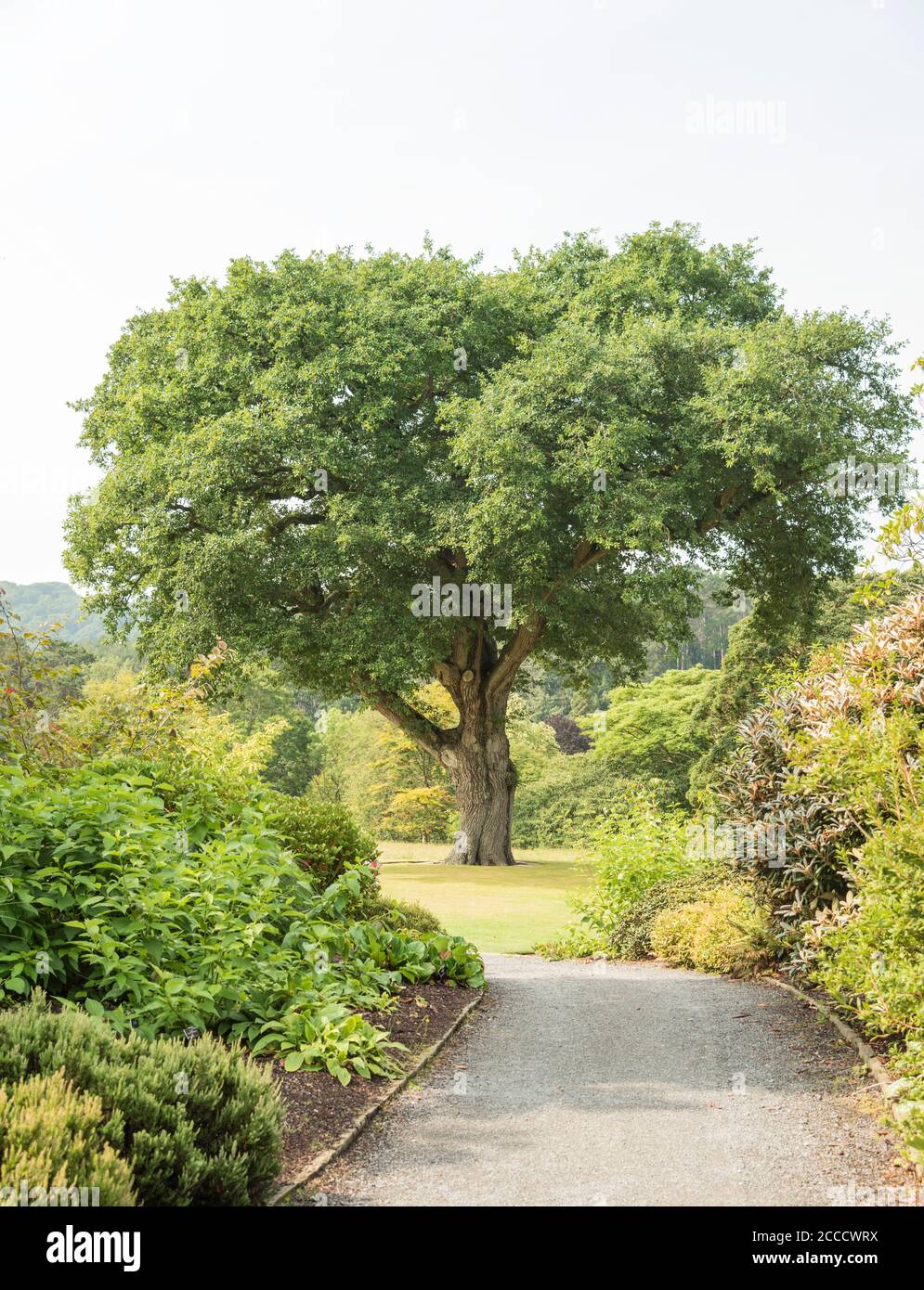 A tall tree standing in a finely cut lawn in a garden in North Wales ...