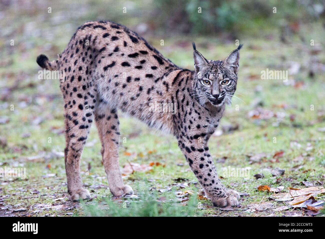 Iberian lynx (Lynx pardinus) in Cordoba, Spain. Stretching its legs and ...