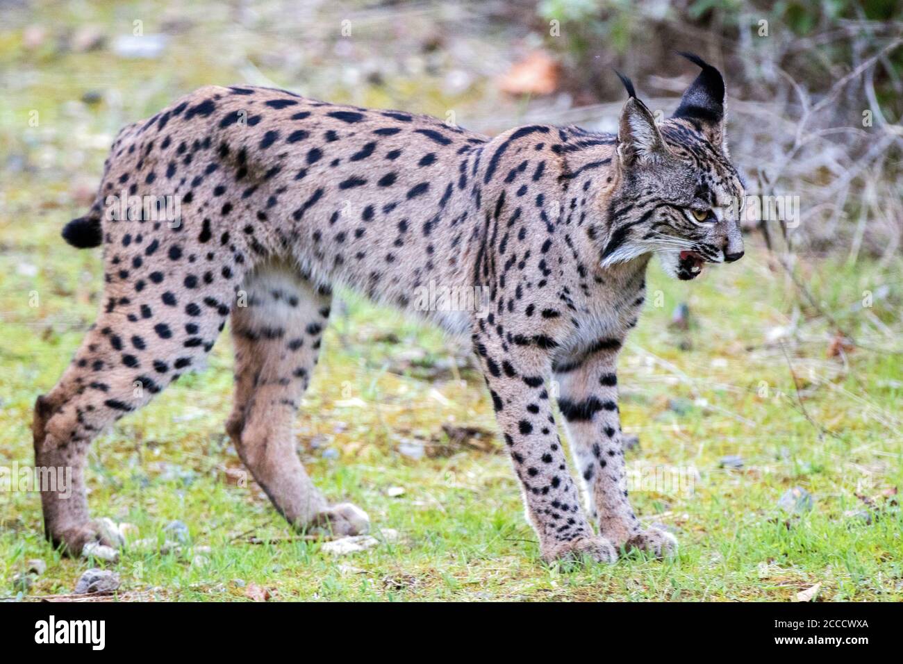 Adult yawning hi-res stock photography and images - Alamy