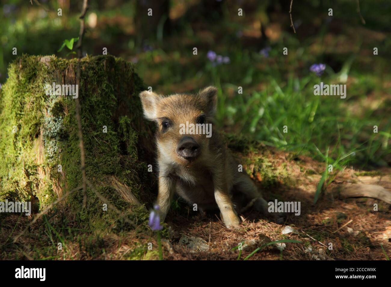 wild boar piglet Stock Photo - Alamy
