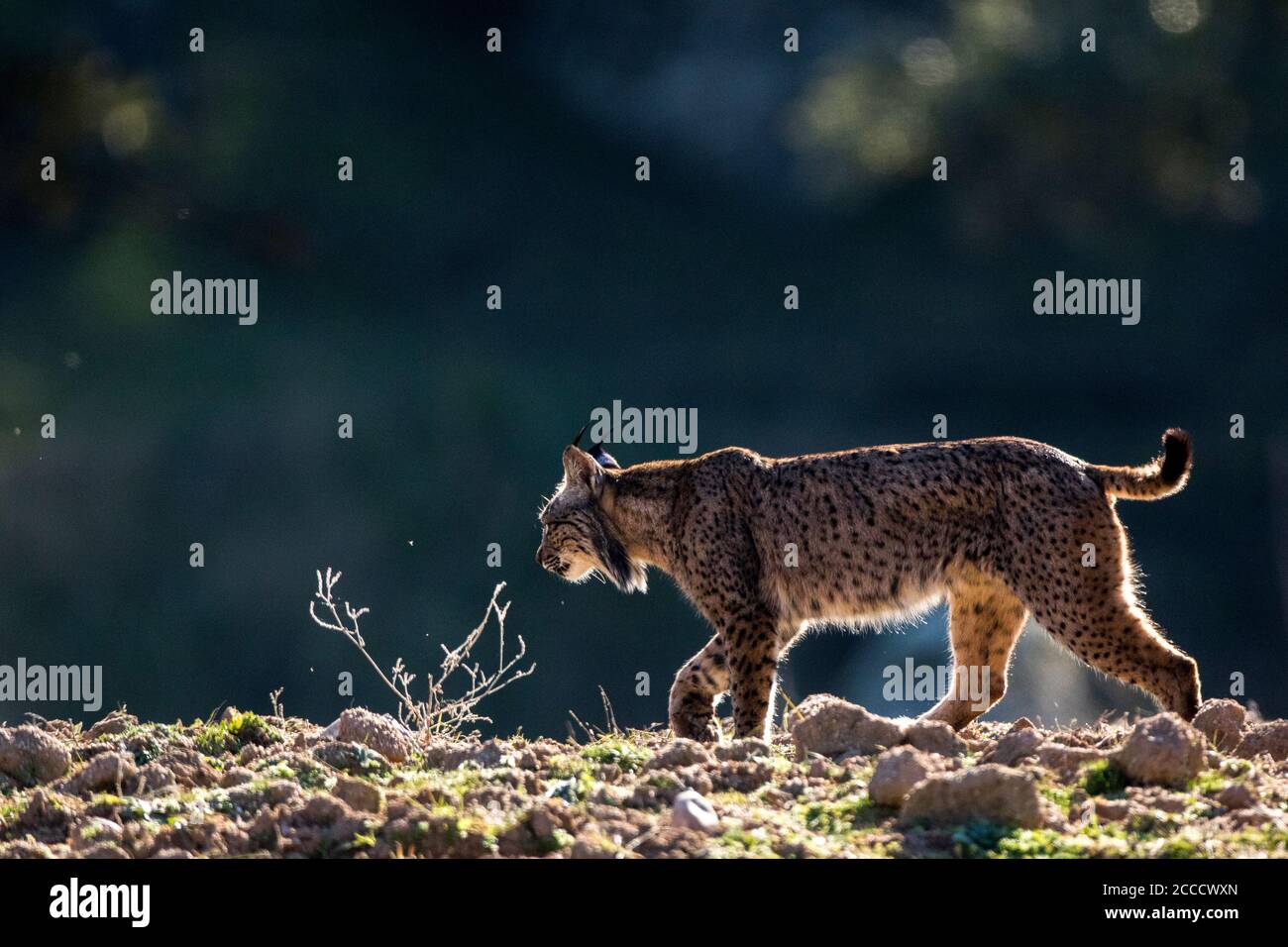 Iberian lynx habitat hi-res stock photography and images - Alamy