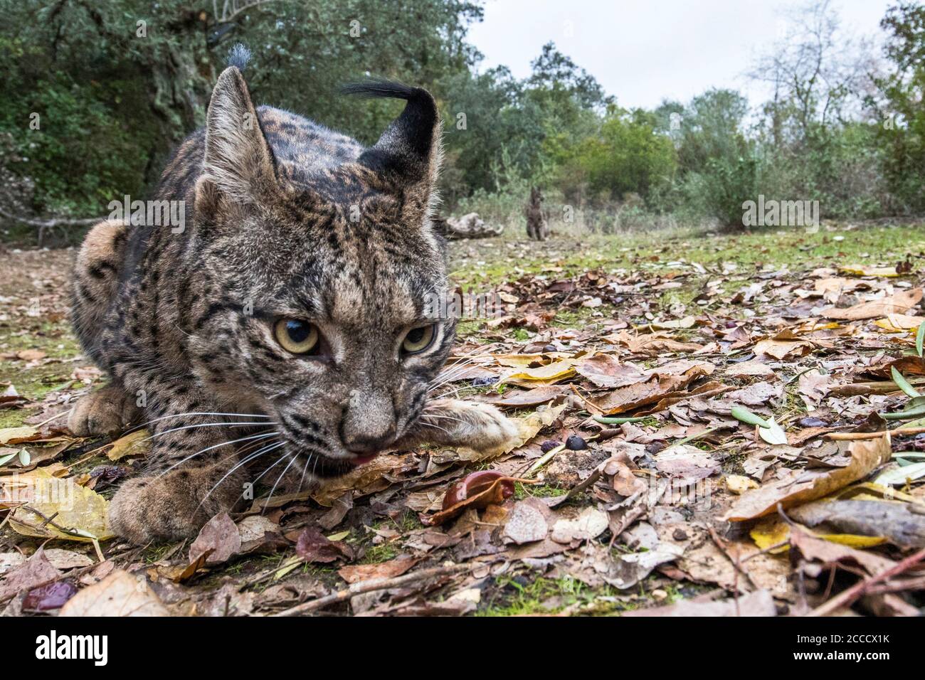 Closeup of an Iberian lynx (Lynx pardinus) in Cordoba, Spain ...