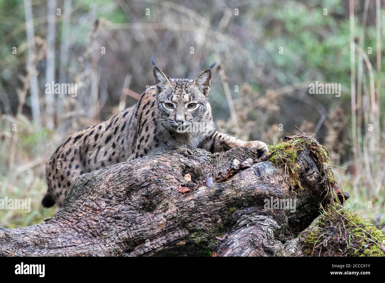 Iberian lynx habitat hi-res stock photography and images - Alamy