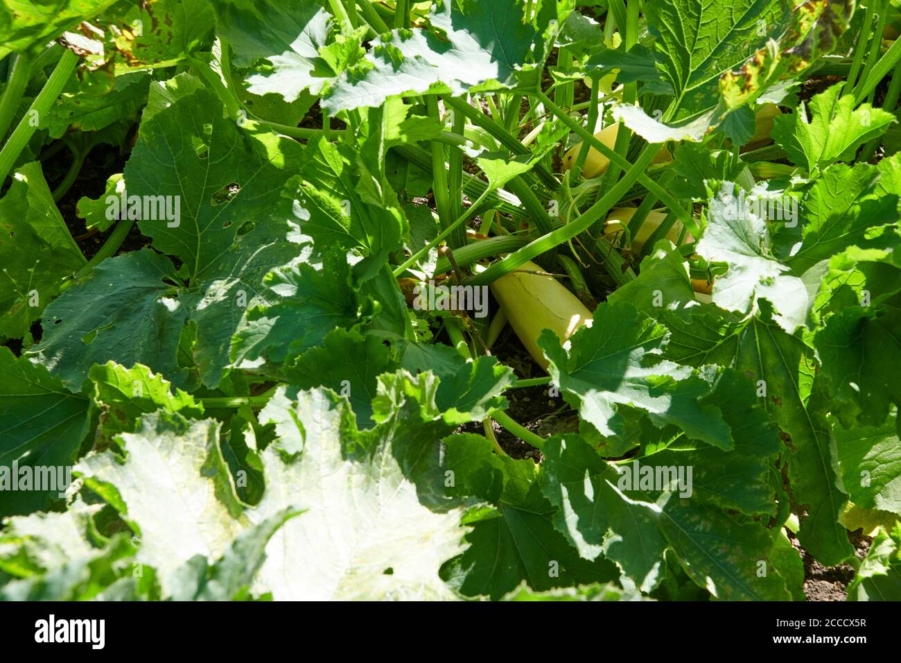 Marrow (Cucurbita pepo) growing in a sunny garden,, East Yorkshire ...