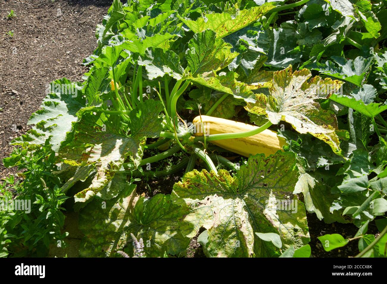 Marrow (Cucurbita pepo) growing in a sunny garden,, East Yorkshire ...