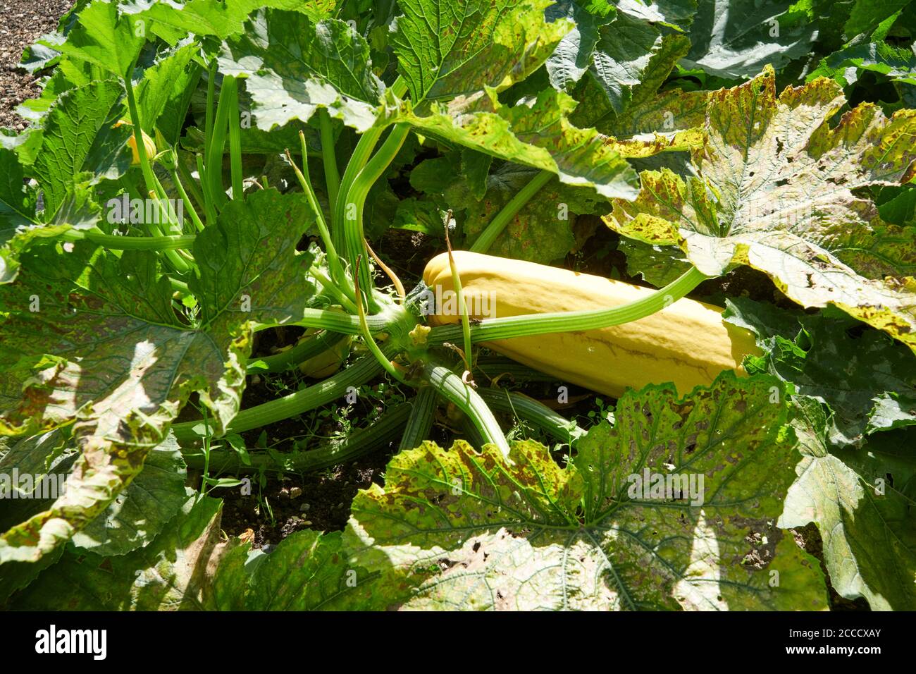Marrow (Cucurbita pepo) growing in a sunny garden,, East Yorkshire ...