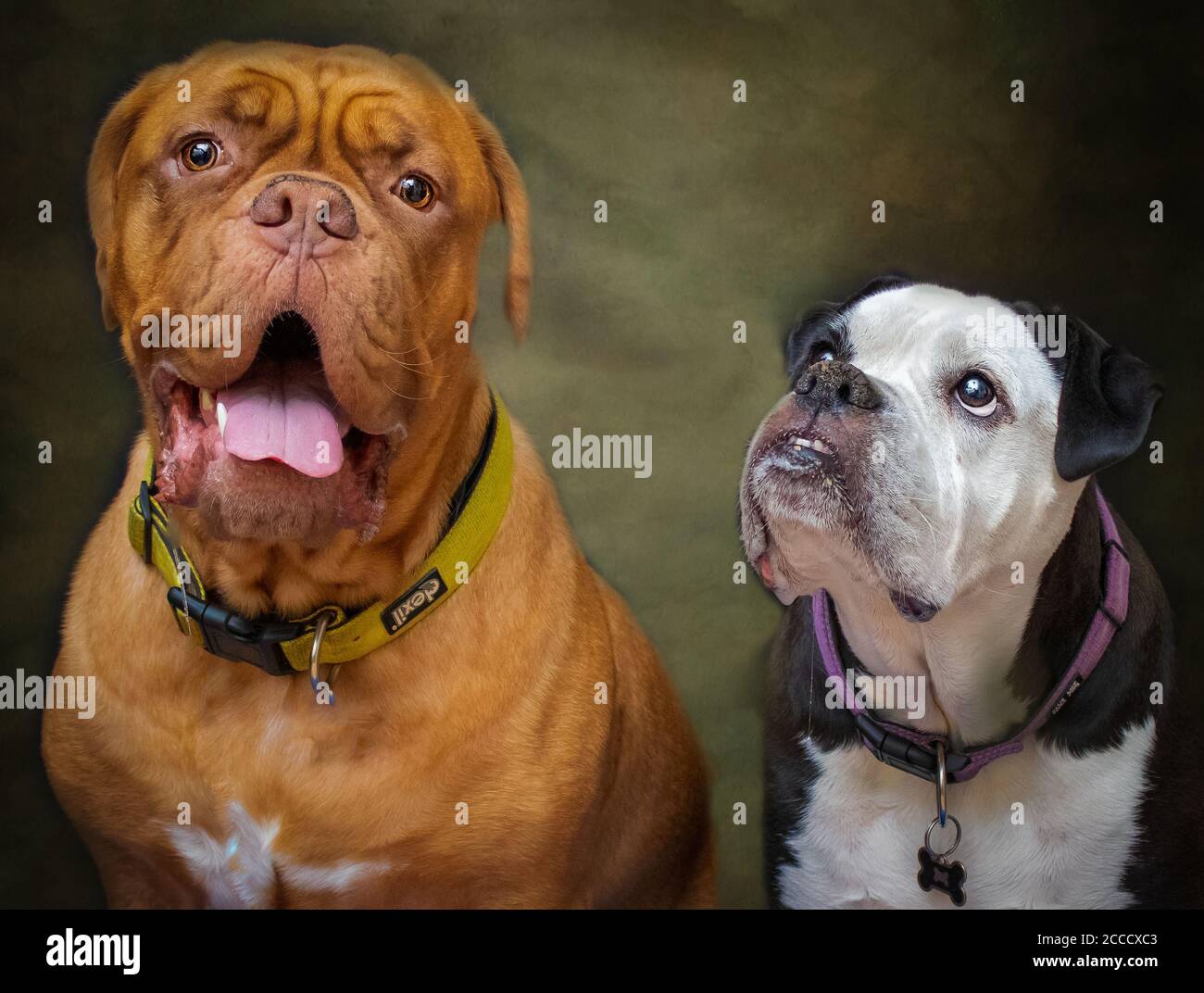 Pet photoshop hi-res stock photography and images - Alamy
