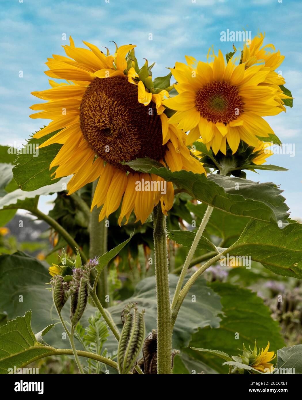 Sunflower seed benefits hi-res stock photography and images - Alamy Sunflower seed benefits hi-res stock photography and images - Alamy
