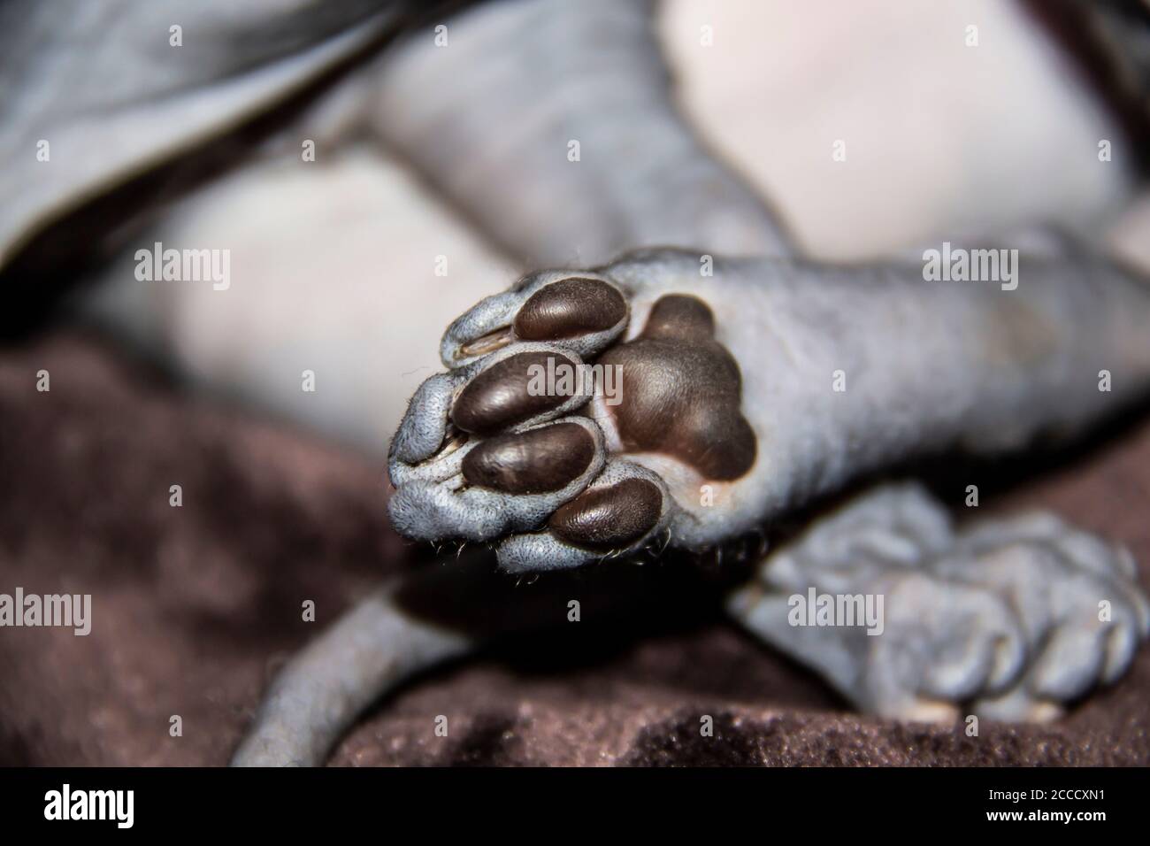 Gray sphinx hi-res stock photography and images - Alamy