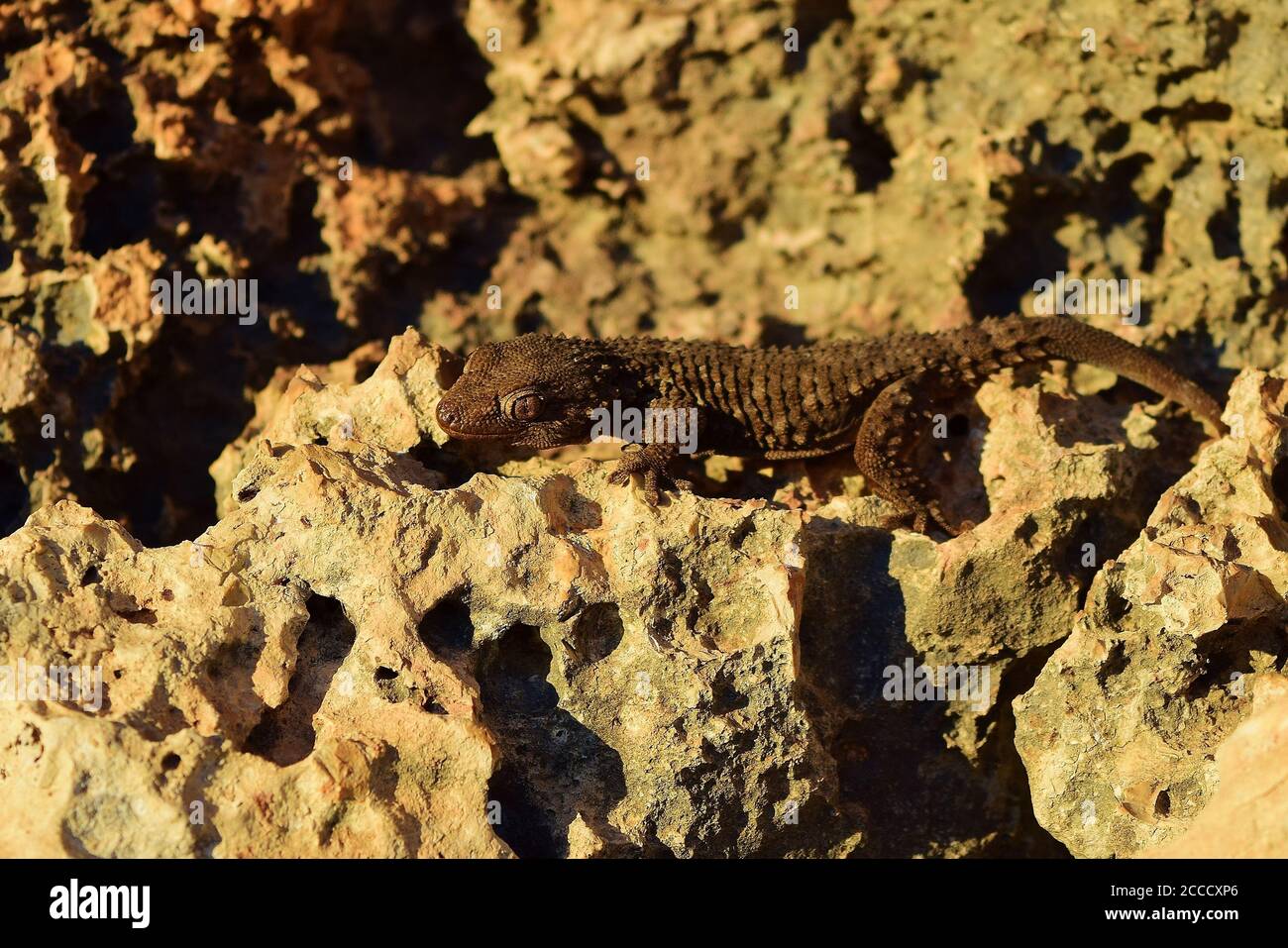 Moorish gecko on a limestone wall in the Maltese countryside Stock ...