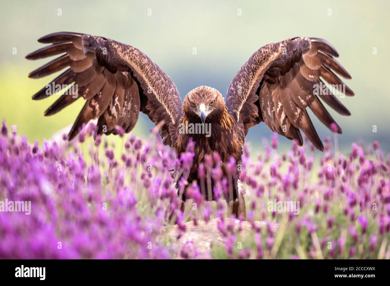 Golden Eagle (Aquila chrysaetos) landing on the ground, surrounded by ...