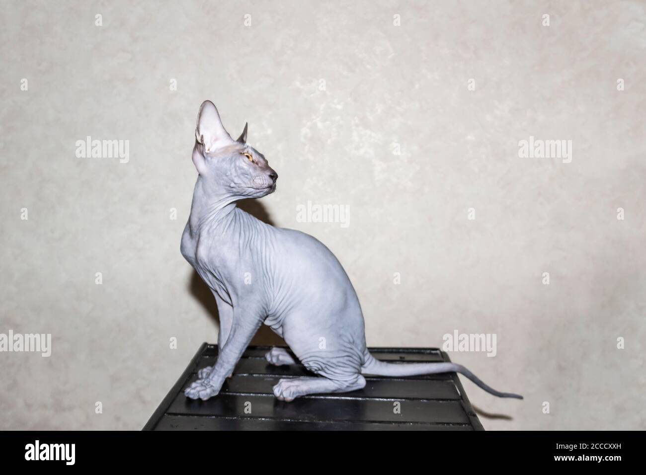 Sphinx gray cat spins and plays on a dark stool. Beautiful hairless ...