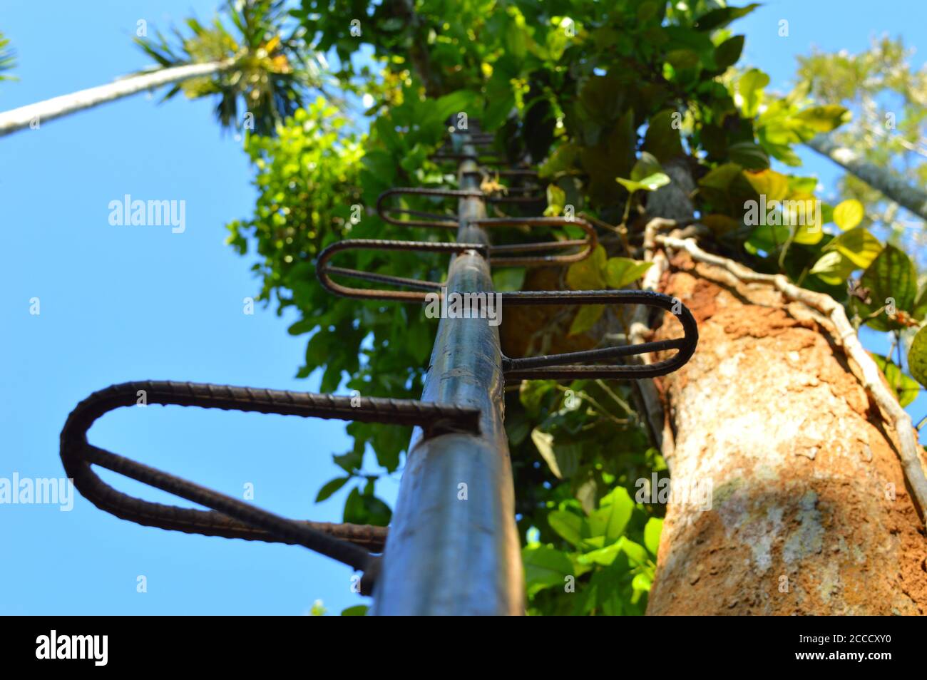 ladder used to harvest pepper from pepper vines growing on trees. This ...