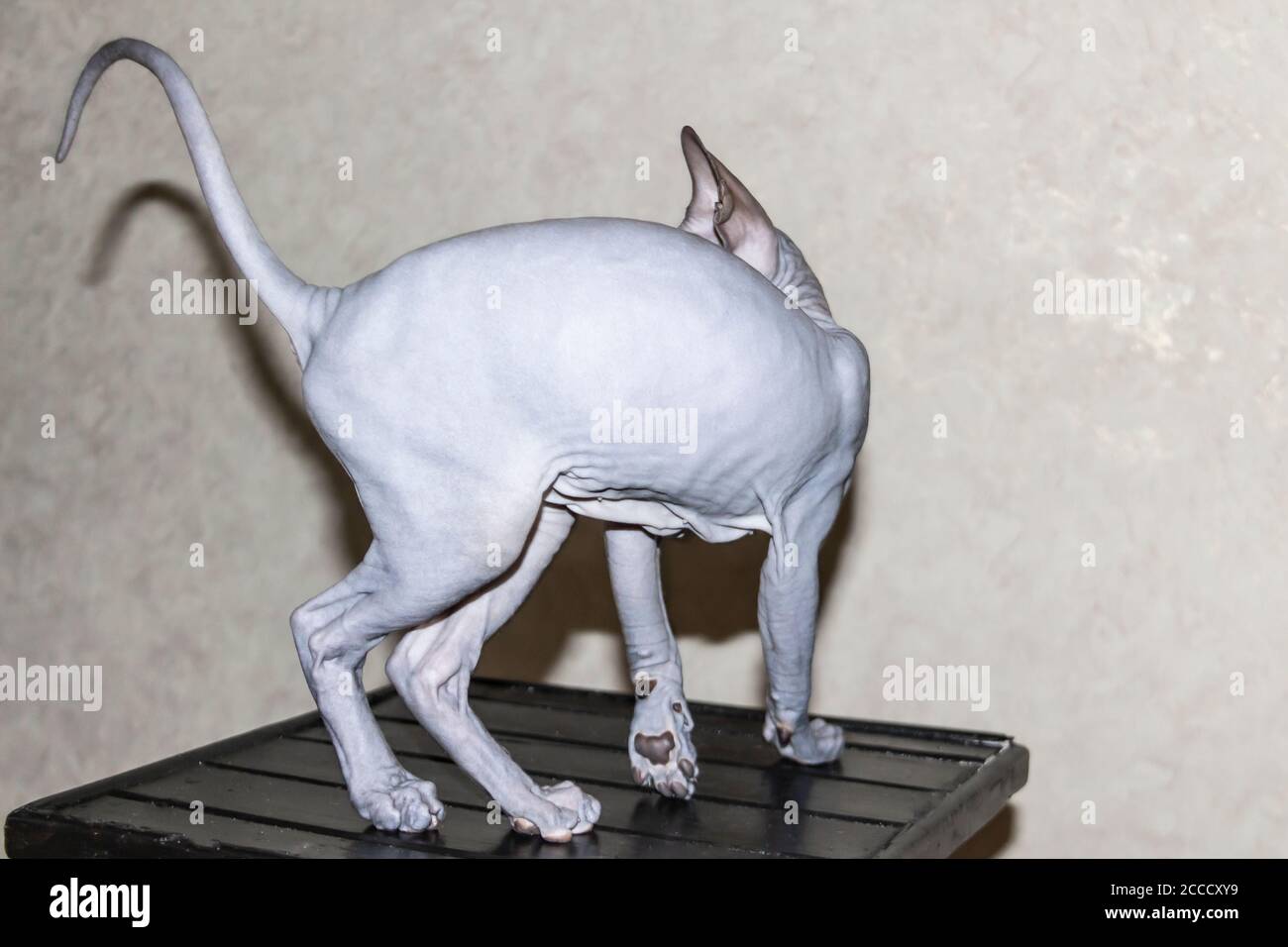 Sphinx gray cat spins and plays on a dark stool. Beautiful hairless ...