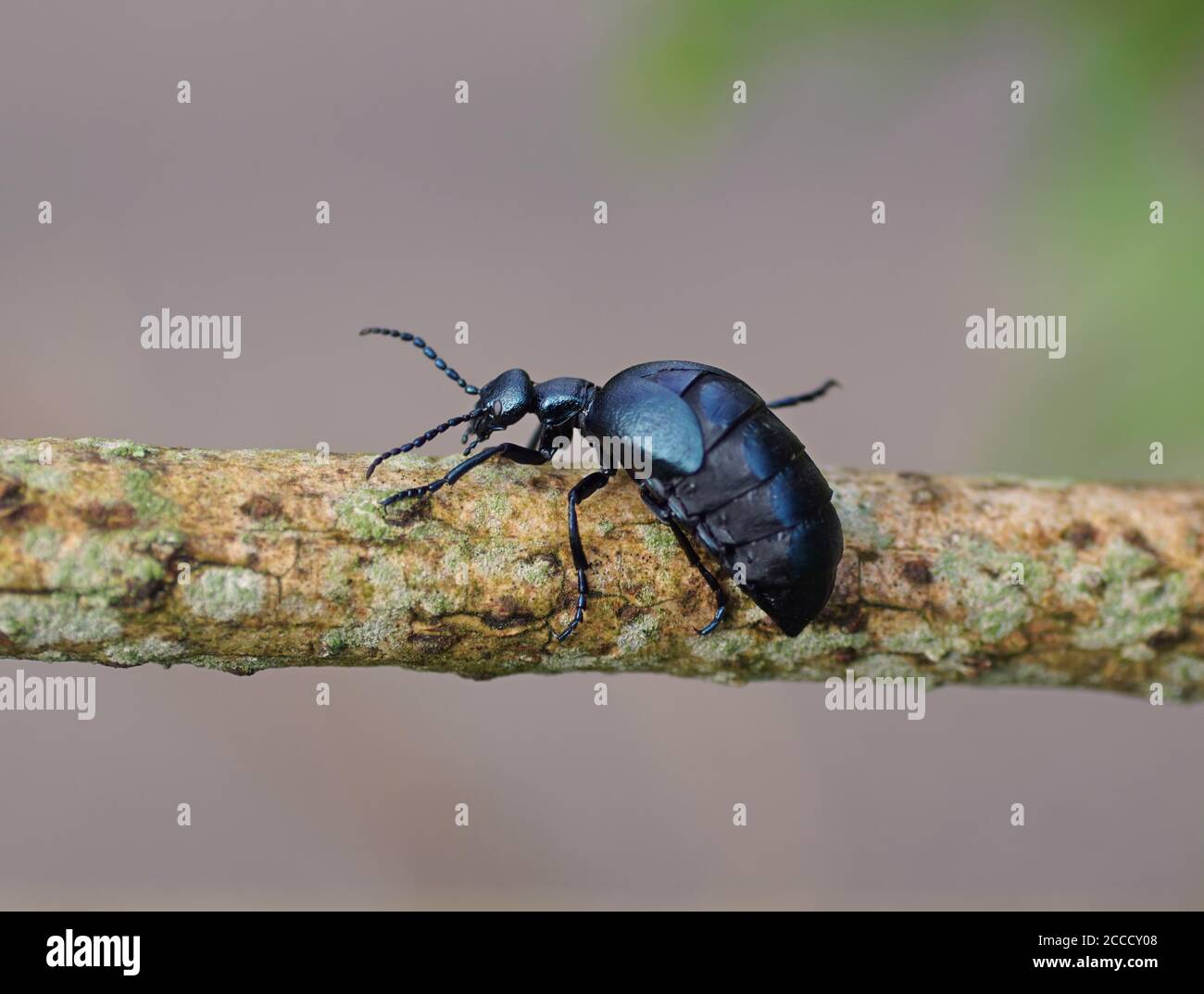 Flower beetles hi-res stock photography and images - Alamy