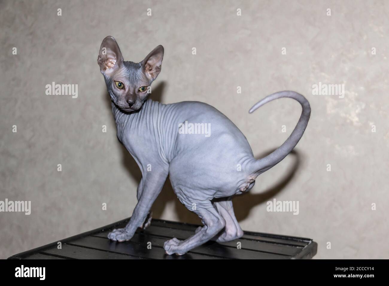 Sphinx gray cat spins and plays on a dark stool. Beautiful hairless ...