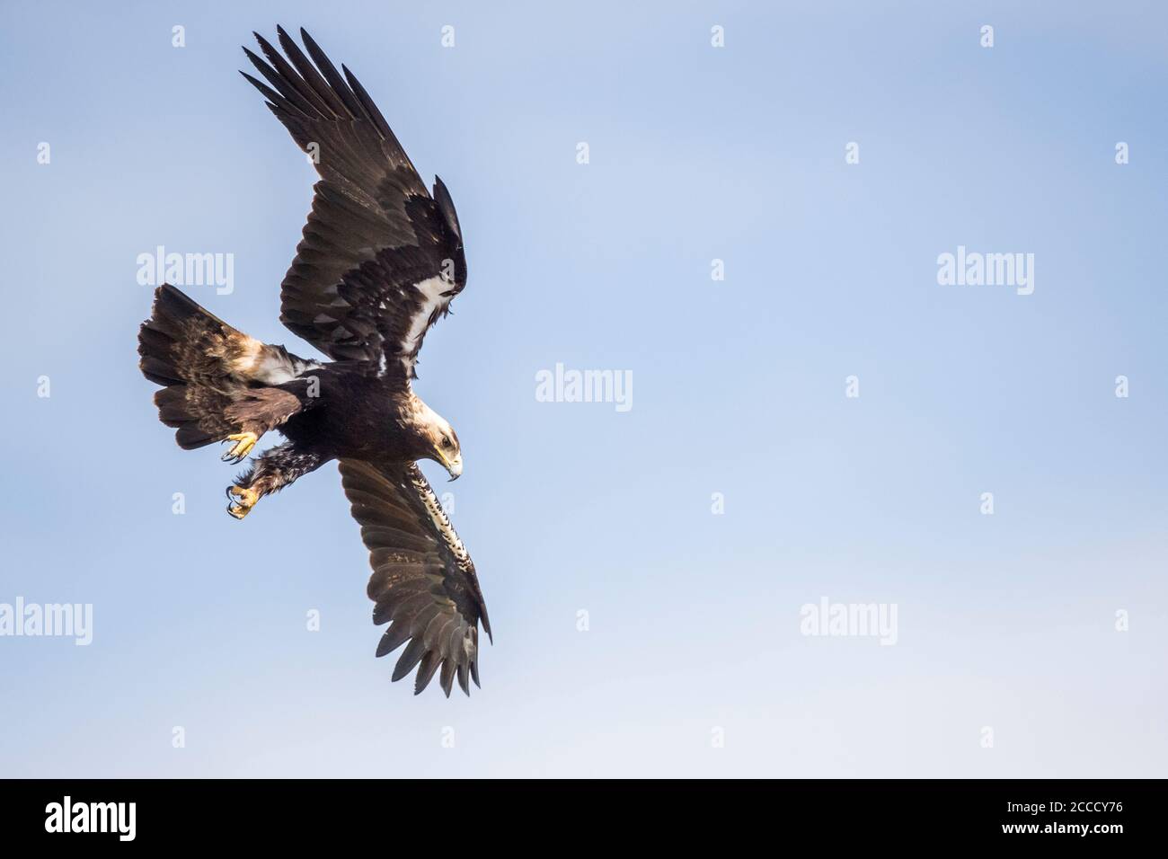 Adult Spanish Imperial Eagle (Aquila adalberti) in flight near Cordoba ...