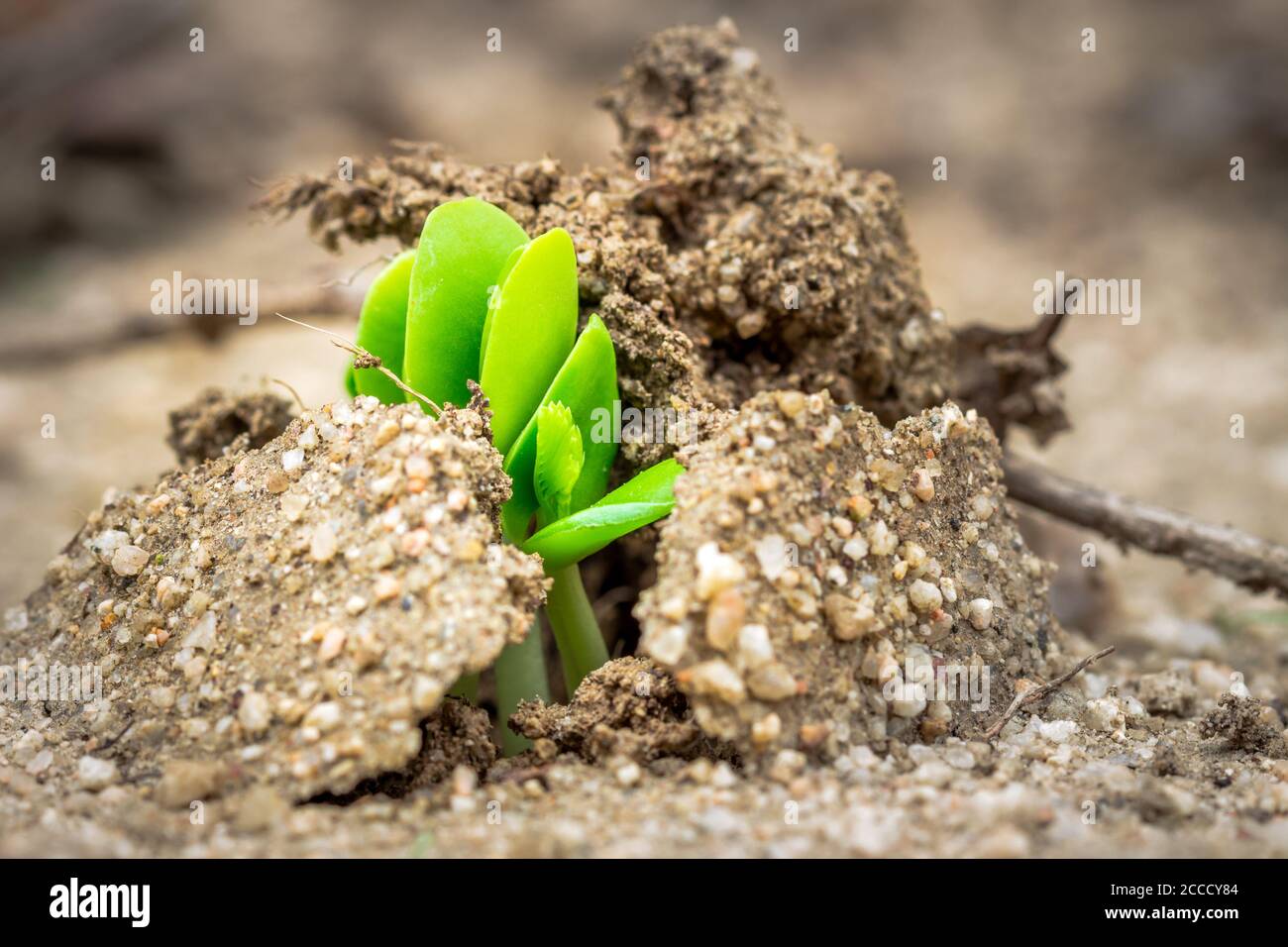 Breaking through soil hi-res stock photography and images - Alamy