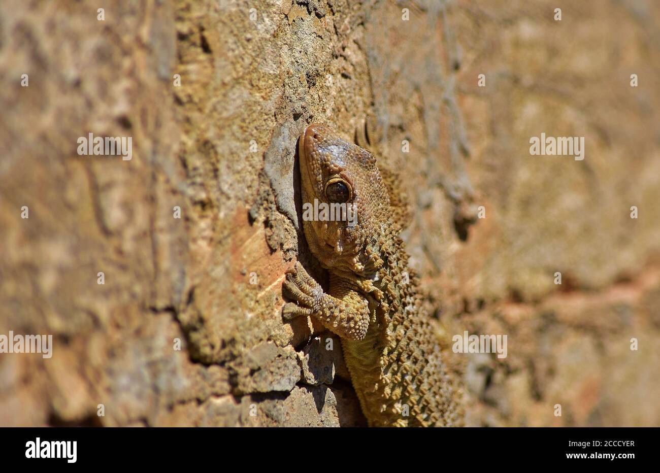 Moorish gecko on a limestone wall in the Maltese countryside Stock ...