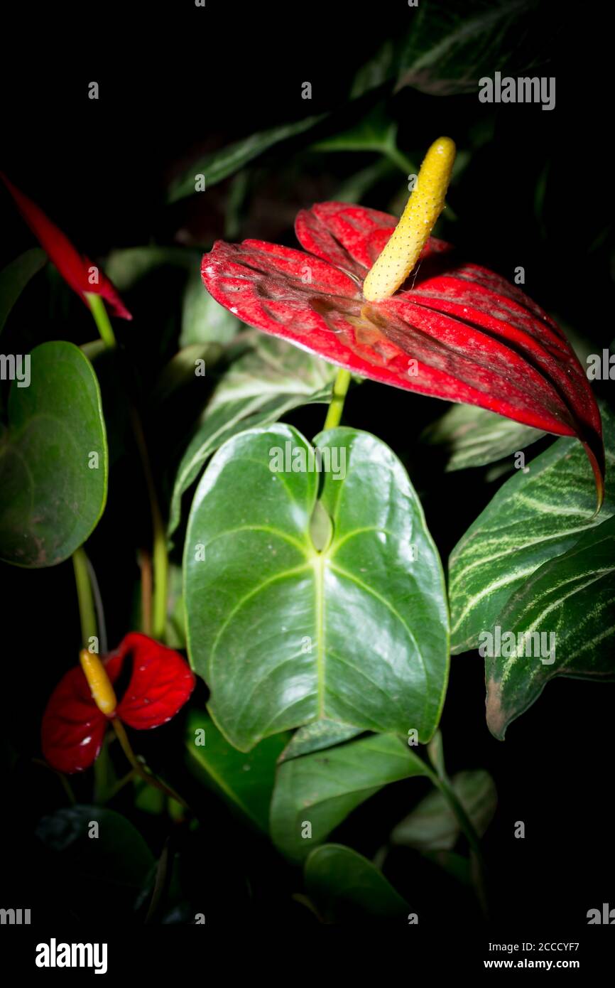 Red peace lily flower in the dark (Spathiphyllum), Cape Town, South ...
