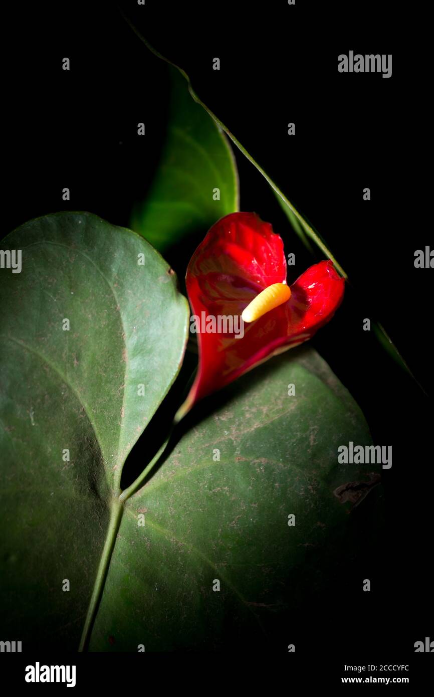 Red peace lily flower in the dark (Spathiphyllum), Cape Town, South ...