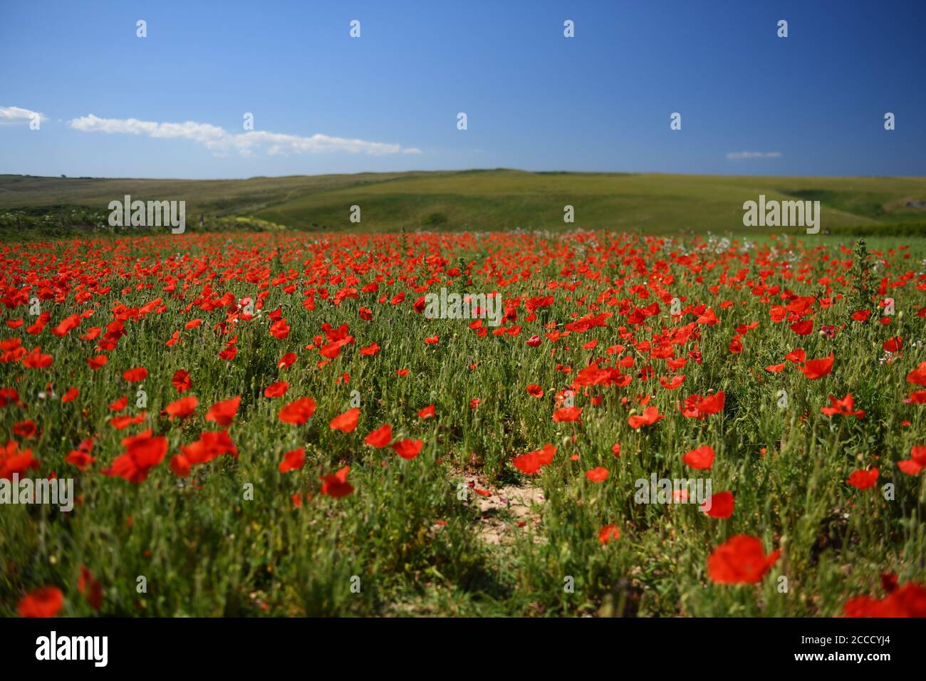 polly joke beach in cornwall uk in poppy season Stock Photo - Alamy