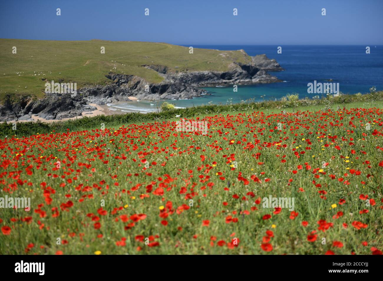 polly joke beach in cornwall uk in poppy season Stock Photo - Alamy