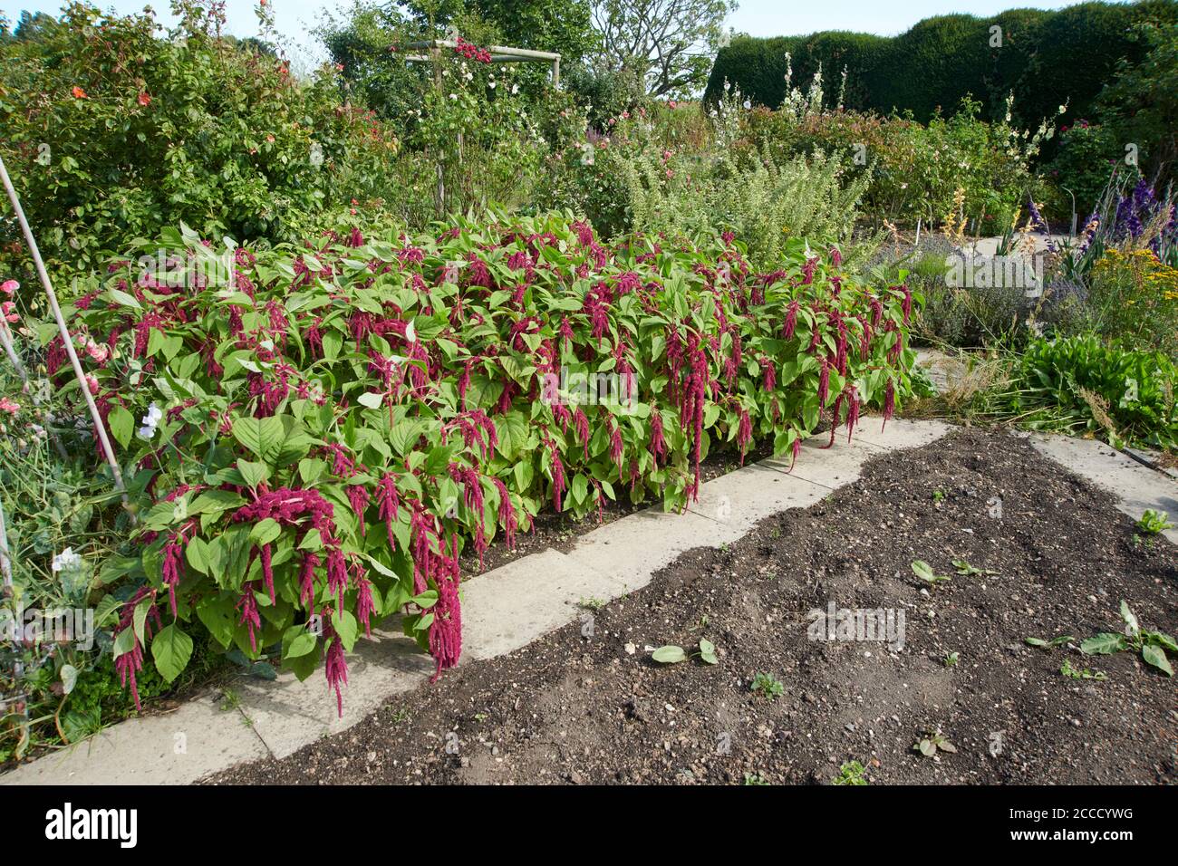 Love-lies-bleeding (Amaranthus caudatus Stock Photo - Alamy