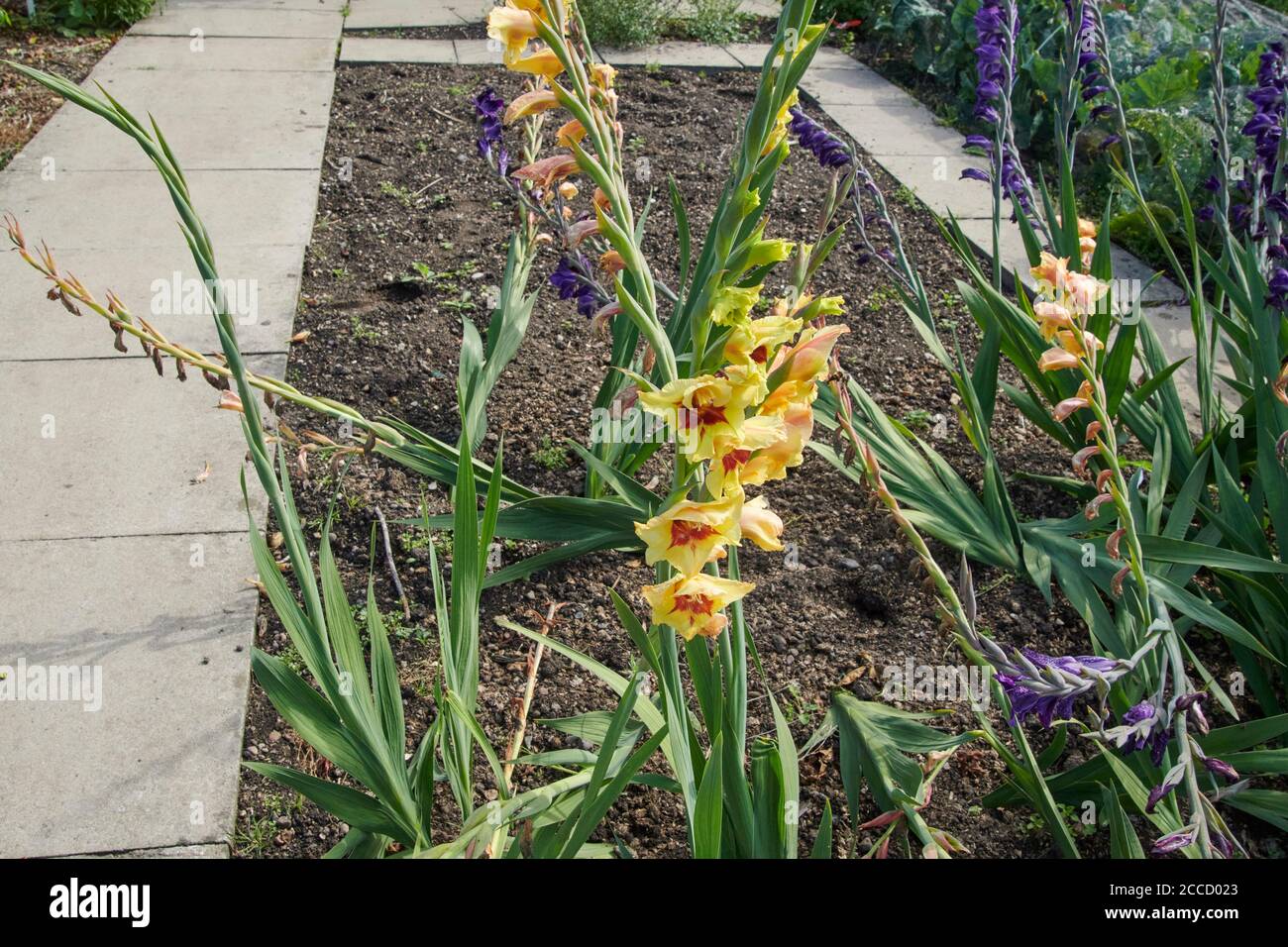 Gladiolus gladiolus spp hi-res stock photography and images - Alamy
