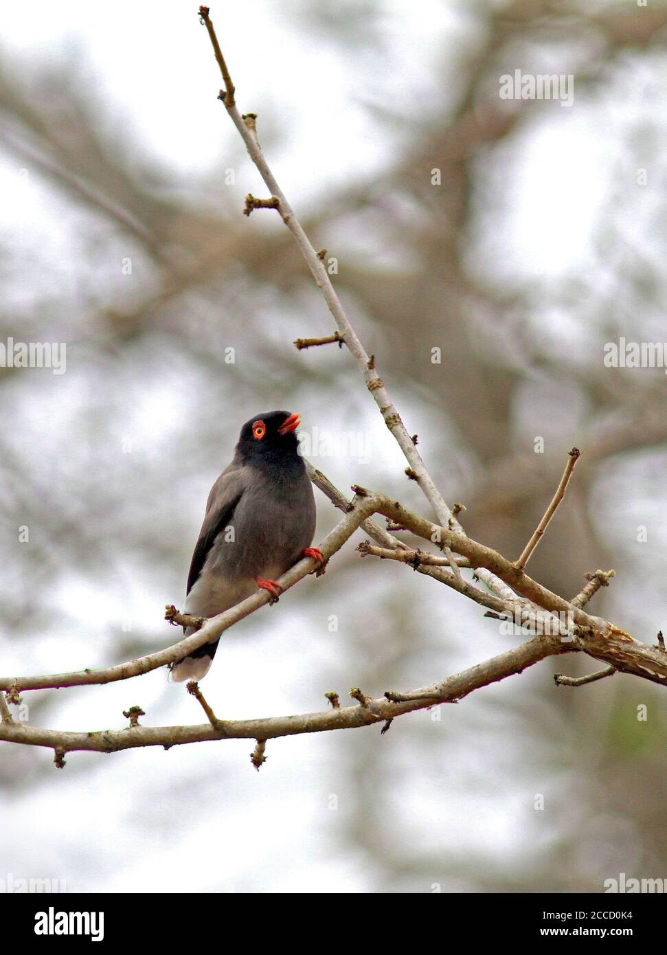 Endangered Gabela Helmetshrike (Prionops gabela) perched in a tree in ...