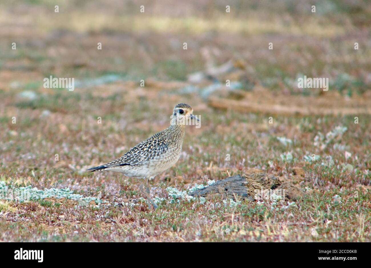 First-winter Pacific Golden Plover (Pluvialis fulva) wintering in ...