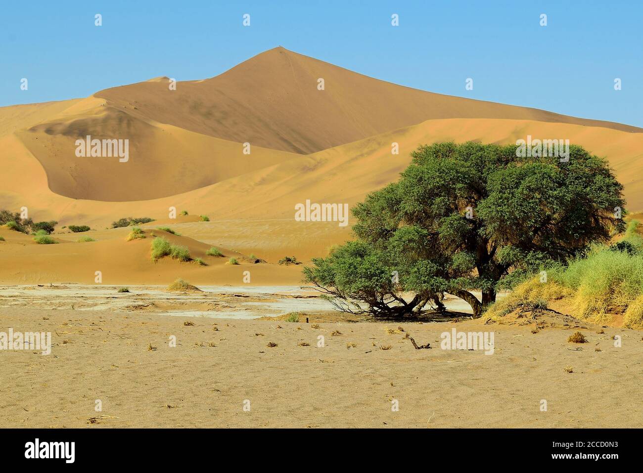 BIG SAND DUNES DURING SAFARI IN THE NAMIB DESERT IN NAMIBIA Stock Photo ...