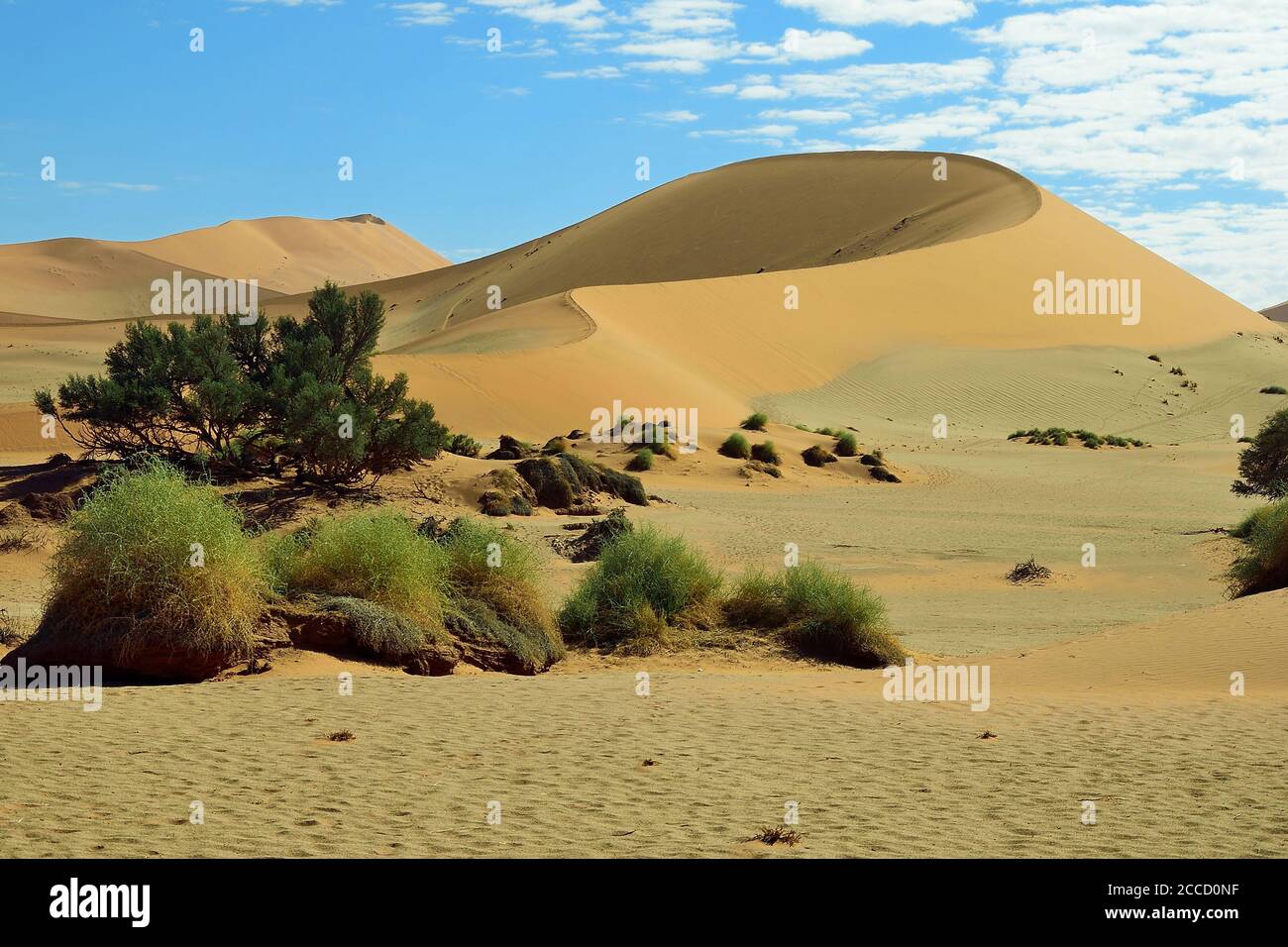 BIG SAND DUNES DURING SAFARI IN THE NAMIB DESERT IN NAMIBIA Stock Photo ...