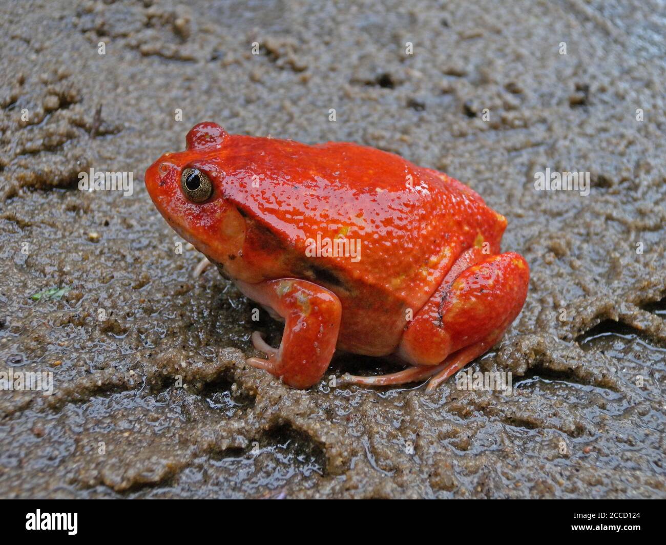 Madagascar Tomato Frog (Dyscophus antongilii), also known as Crapaud ...