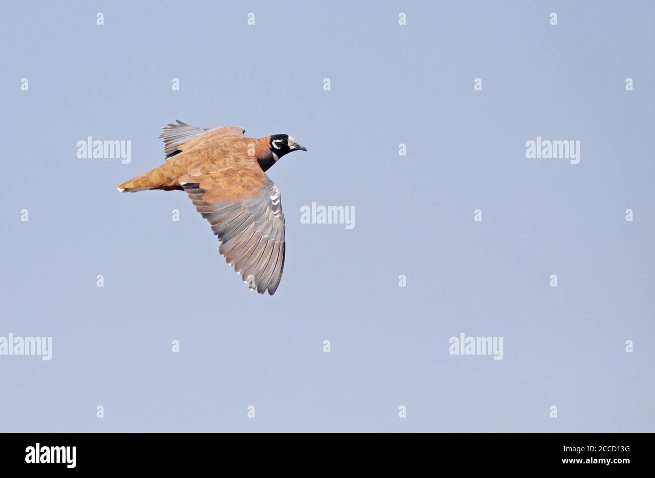 Flock Bronzewing (Phaps histrionica) in flight in Australia. Also known ...