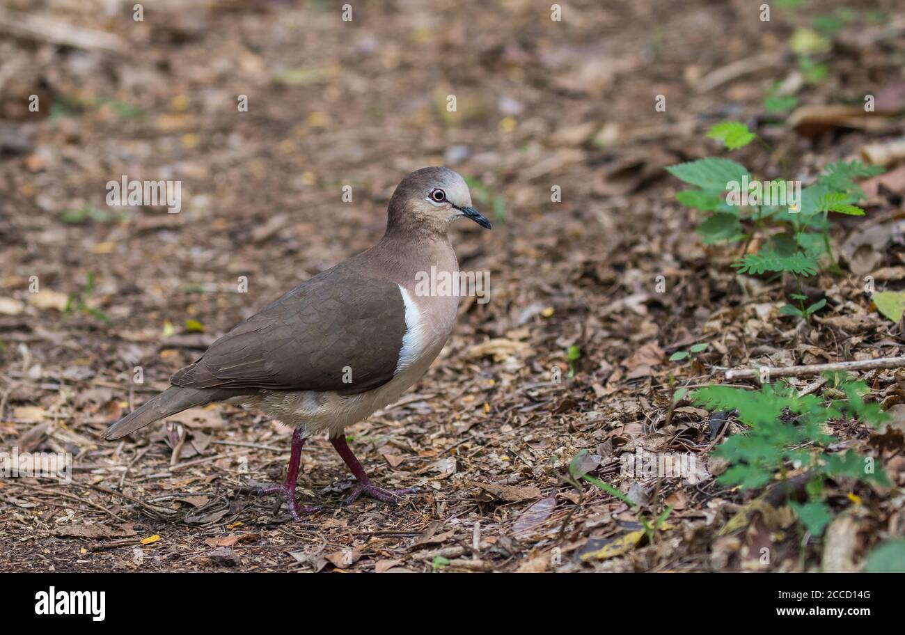 Critically Endangered Grenada dove (Leptotila wellsi) walking on the ...