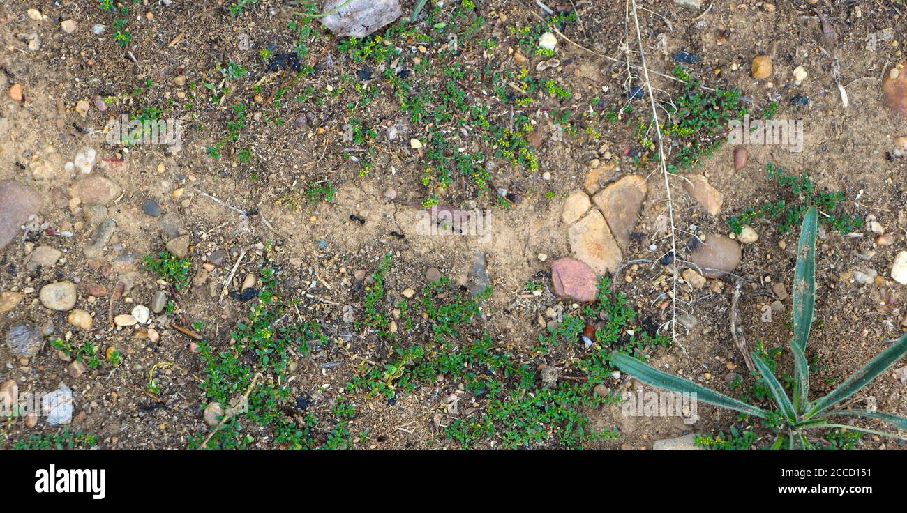 Ant created path through ground foliage by going backwards and forwards ...