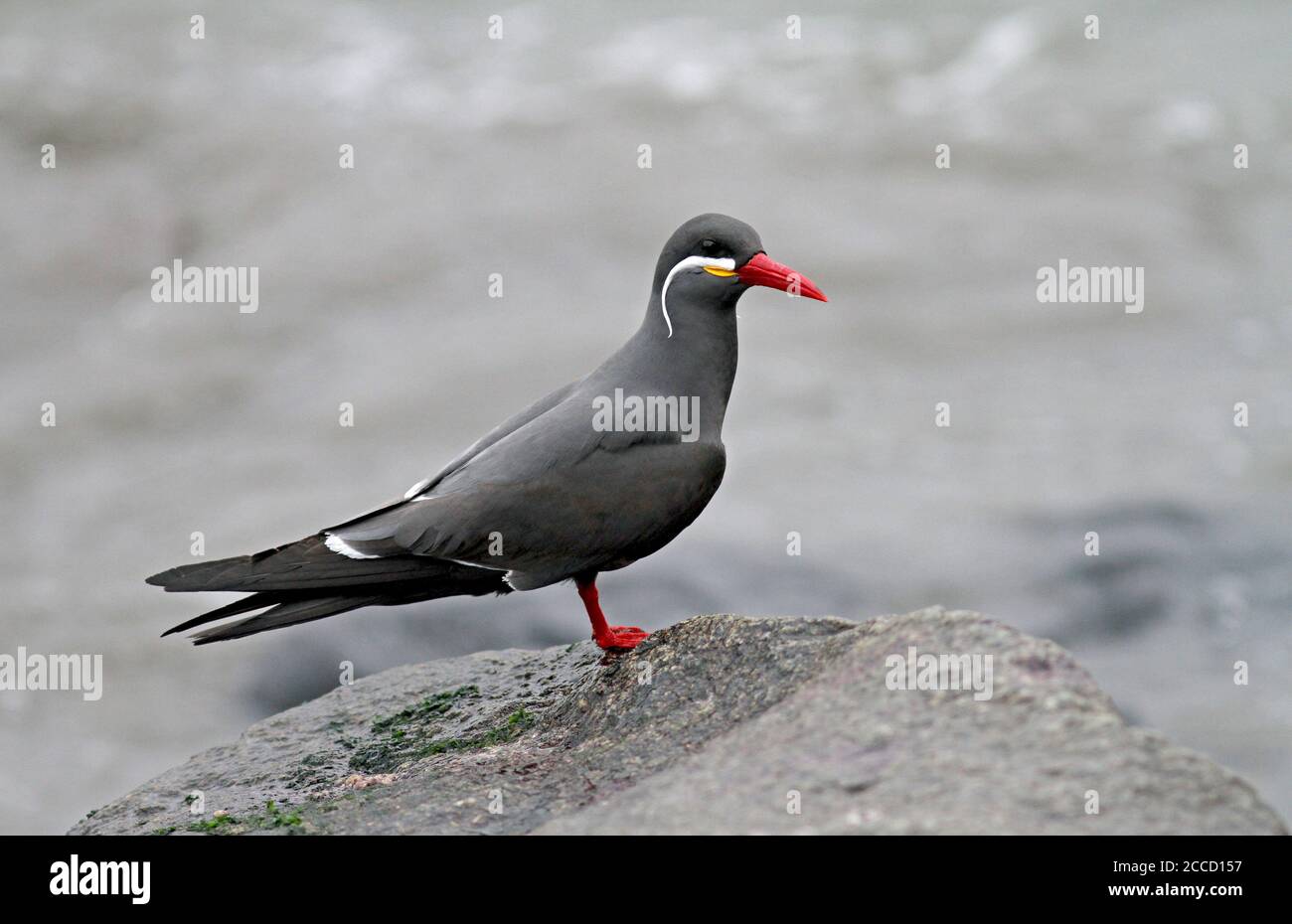 Inca Tern (Larosterna inca) along the coast of Peru. This uniquely ...