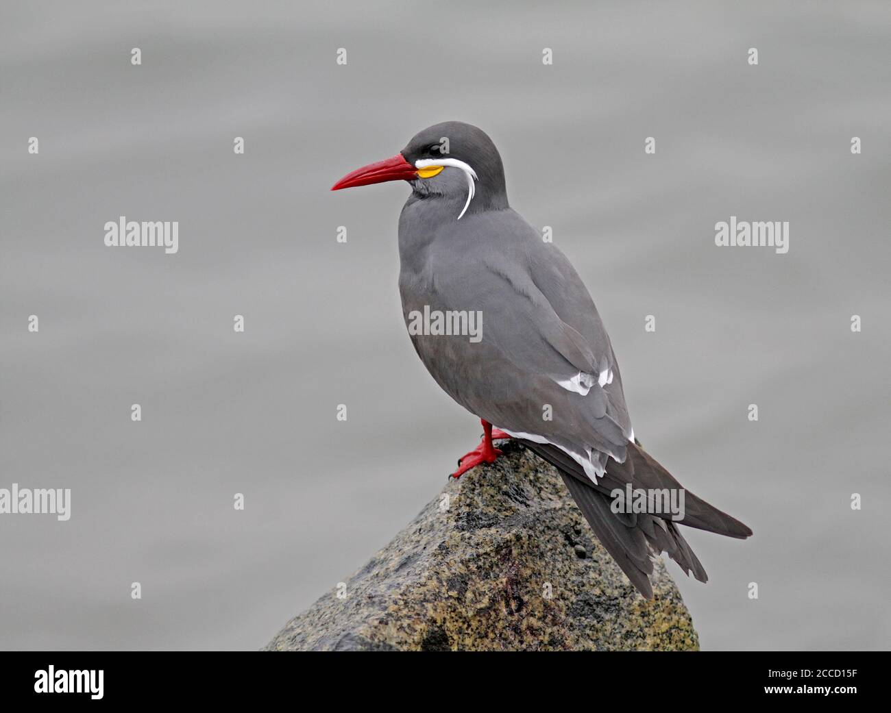 Inca Tern (Larosterna inca) along the coast of Peru. This uniquely ...