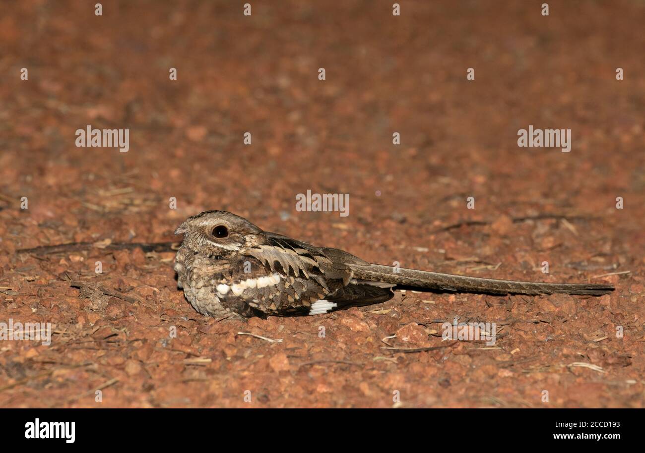Long-tailed Nightjar (Caprimulgus climacurus) resting on an African ...