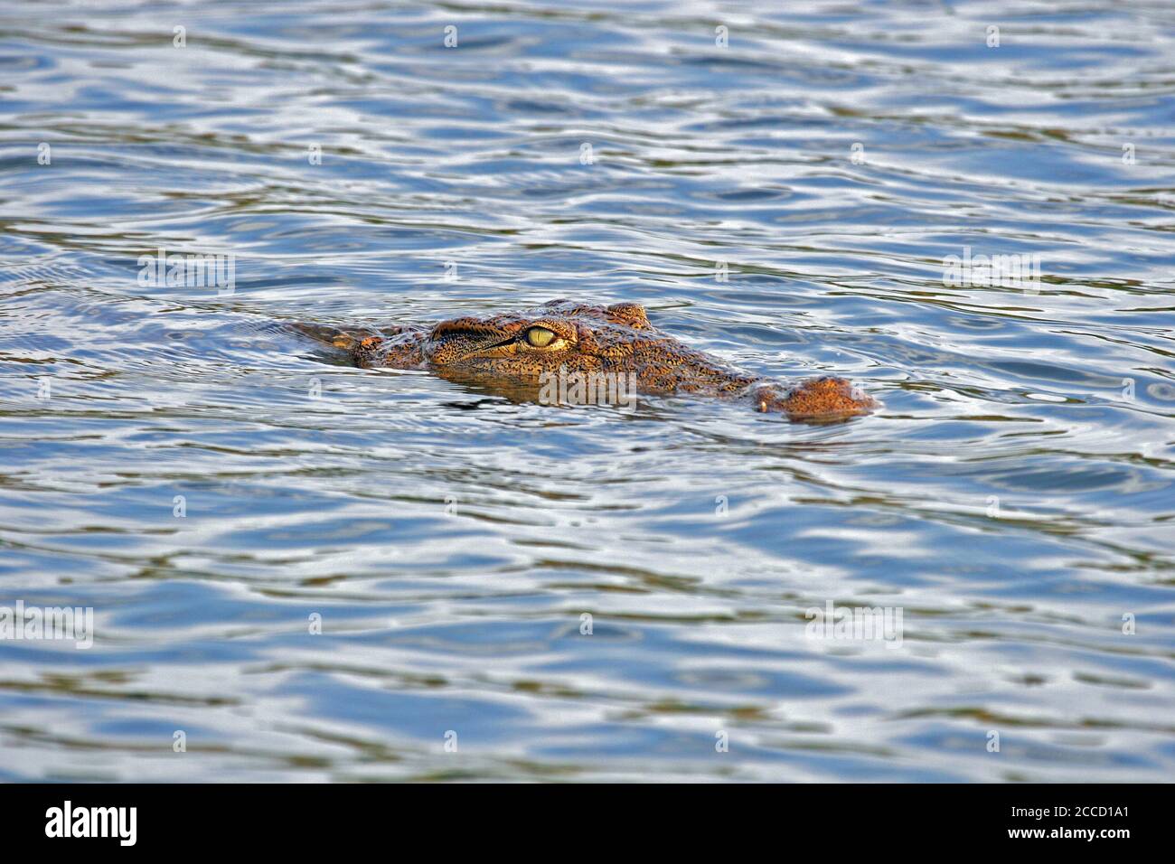 Largest Predator Of Madagascar High Resolution Stock Photography and ...