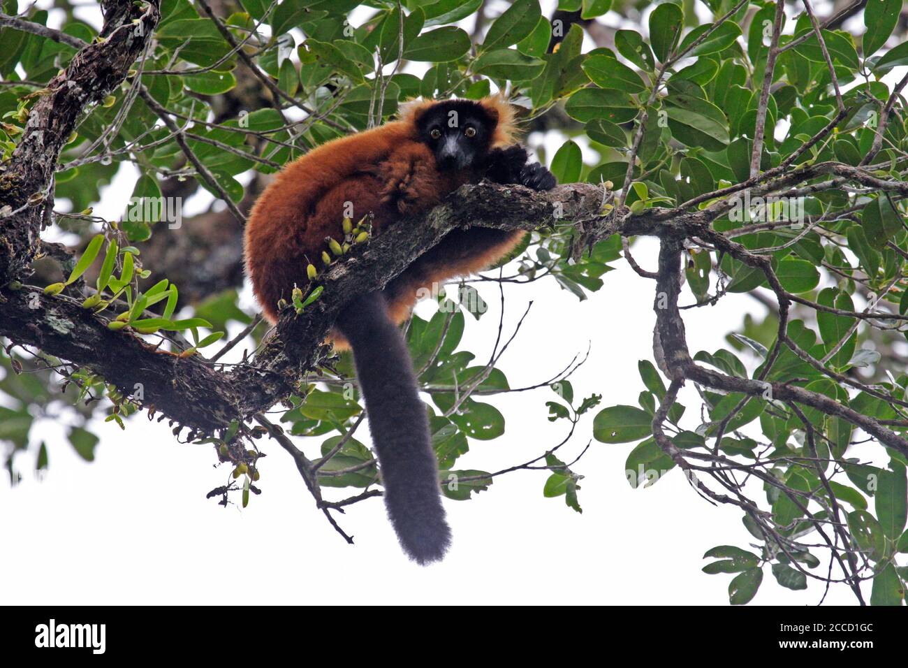 Critically Endangered Red ruffed lemur (Varecia rubra) resting in a ...