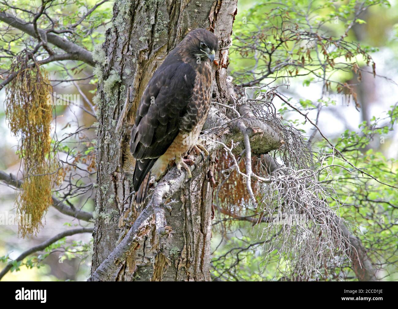 Rufous-tailed Hawk (Buteo ventralis) perched in a tree in Argentina ...