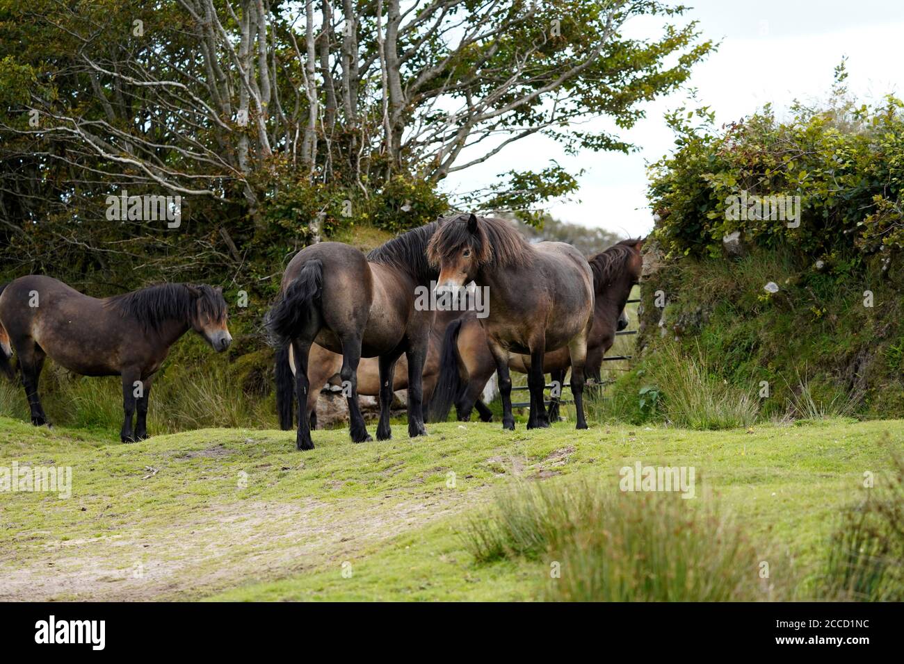 Exmoor ponies free to roam on their native moorland Stock Photo - Alamy