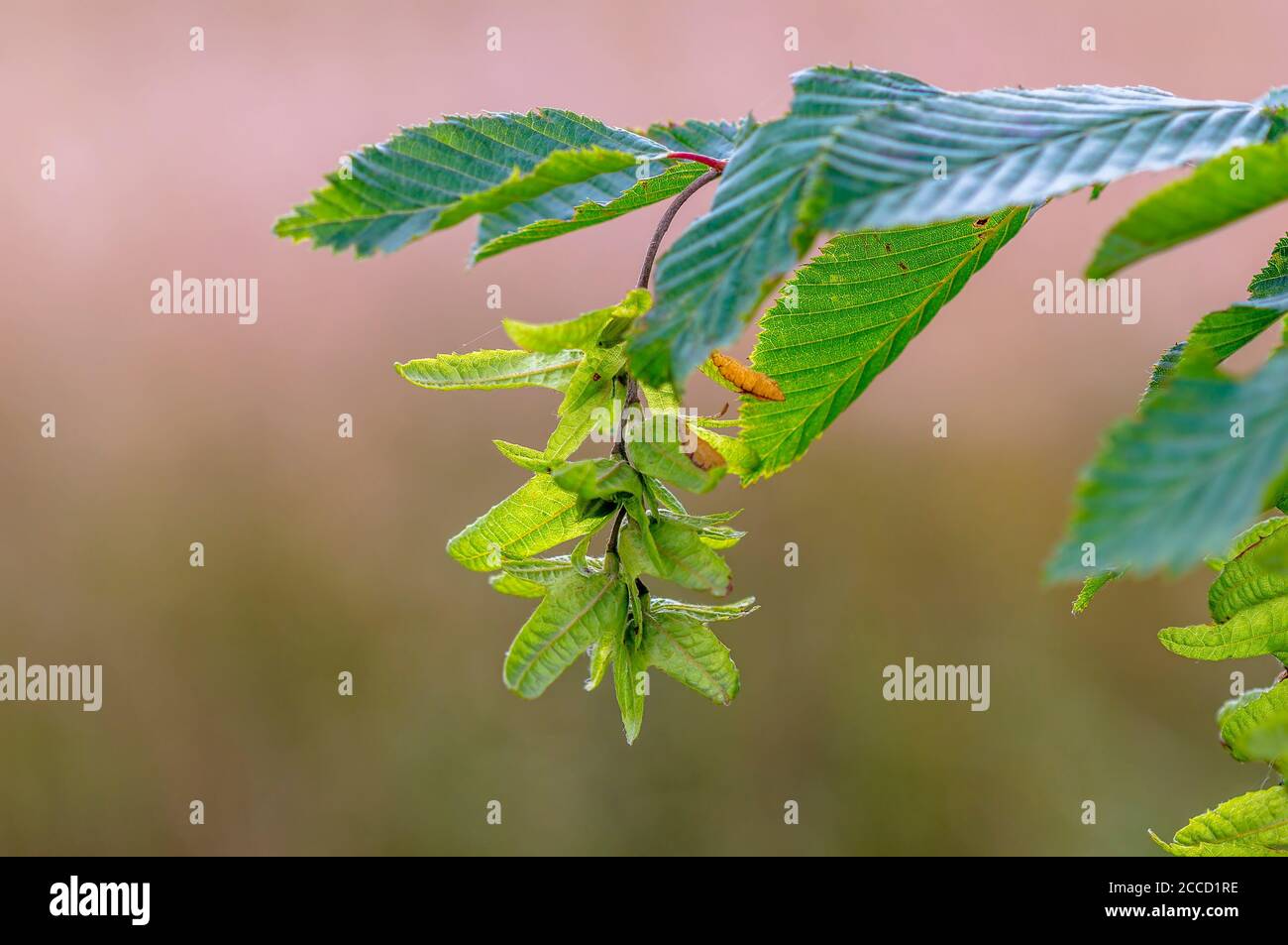 a fresh branch with green leaves in a forest Stock Photo - Alamy