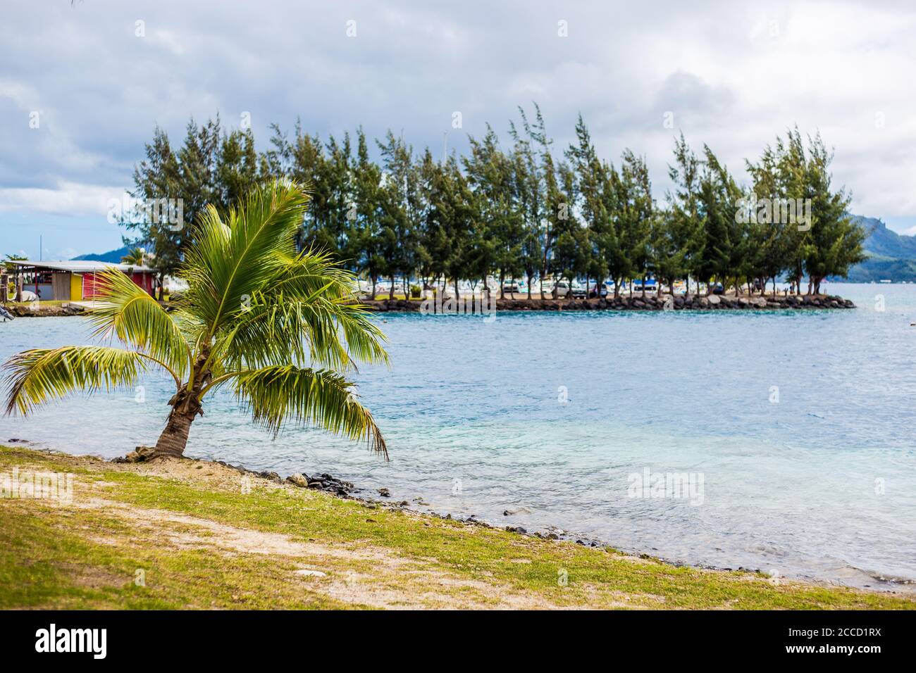 Tree Raiatea Island, French Polynesia Stock Photo - Alamy