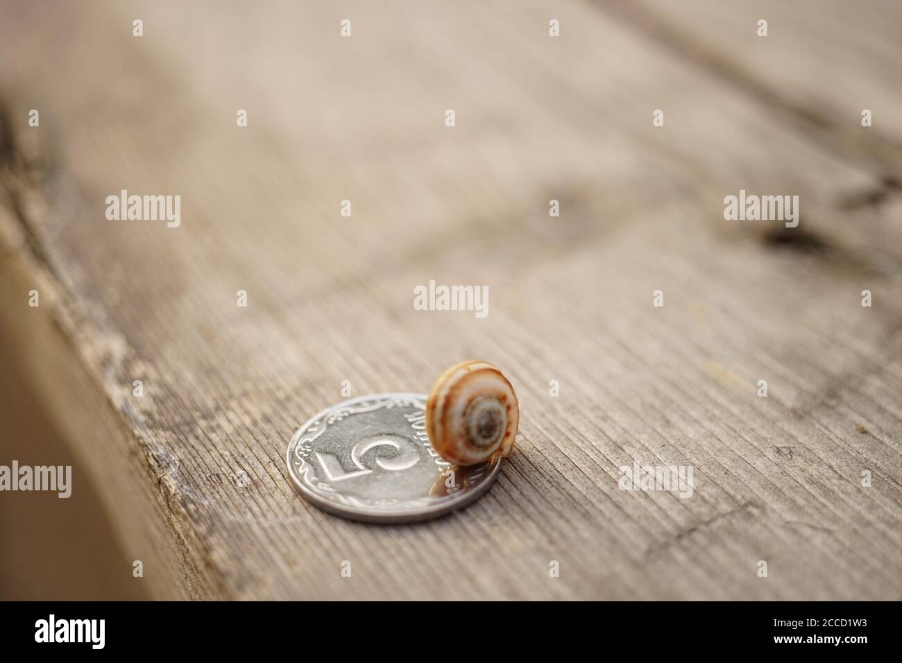 Clam shell coin hi-res stock photography and images - Alamy