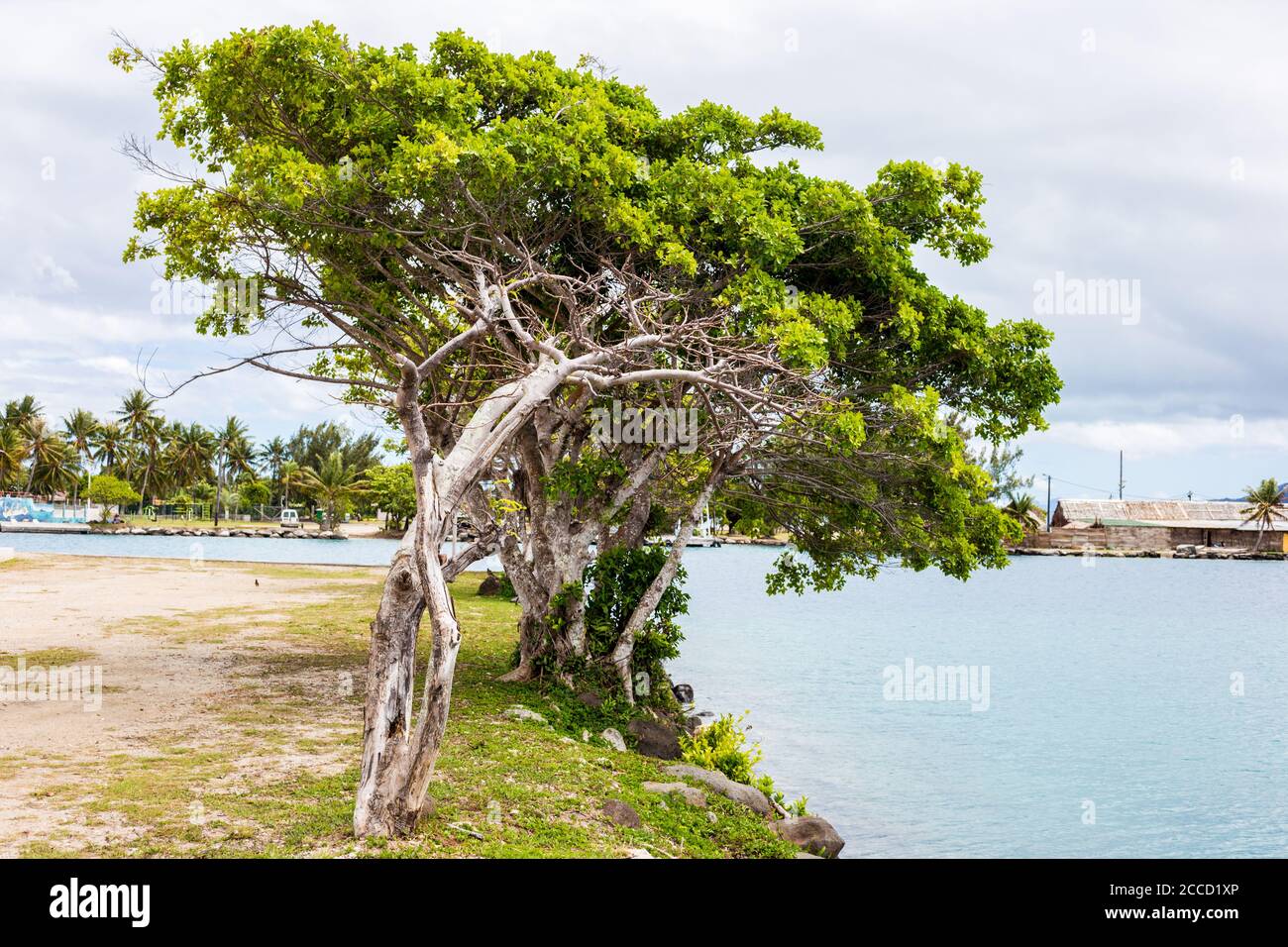 Tree Raiatea Island, French Polynesia Stock Photo - Alamy
